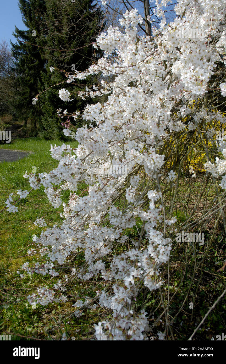 Yoshino cherry, Potomac cherry, Tokyo cherry / (Prunus x yedoensis ...