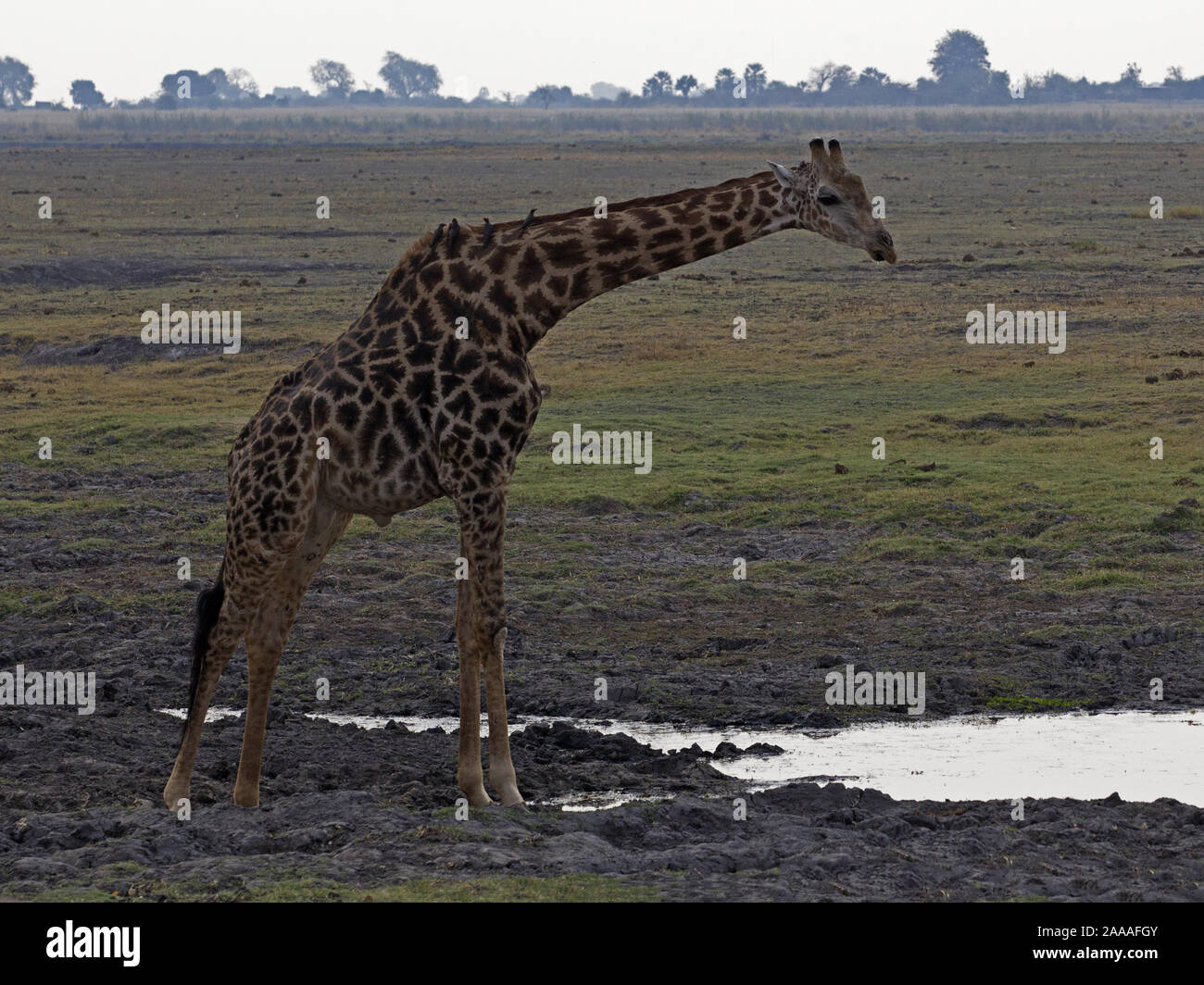 Namibian giraffe standing by water hole Stock Photo - Alamy
