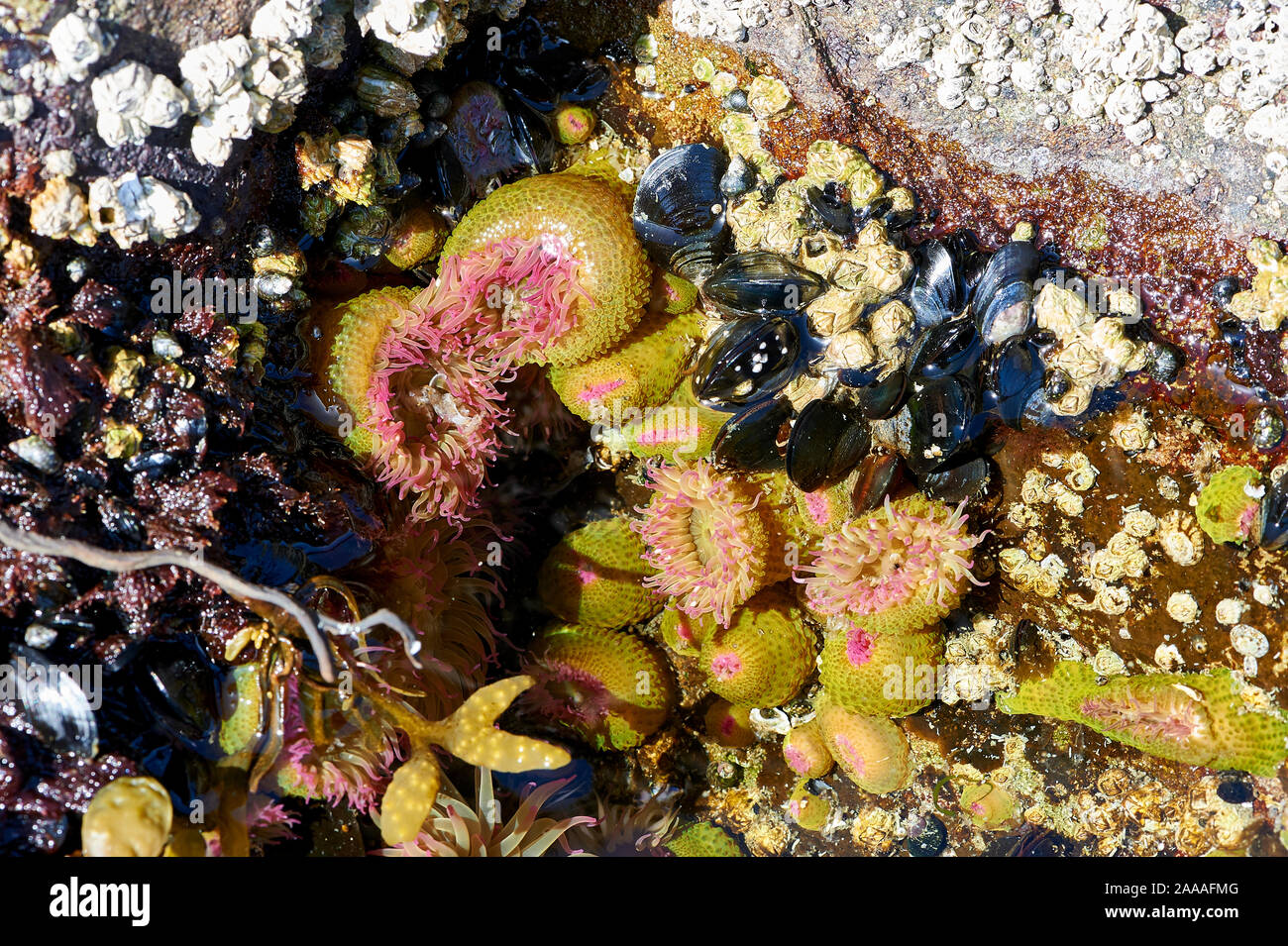 Aggregating anemone (Anthoplura elegantissima) and edible mussels ...