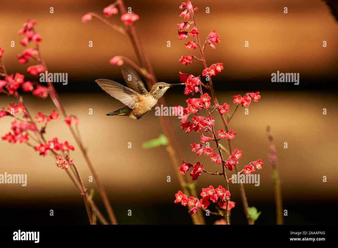 Rufous Hummingbird (Selasphorus rufus) female feeding from Coral Bells ...
