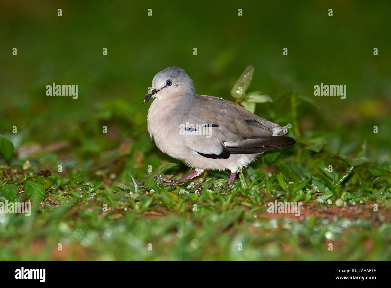 Picui Ground-Dove (Columbina picui), Araras Ecolodge, Mato Grosso ...