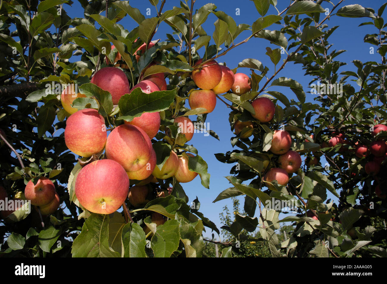 Apples on tree, Bavaria, Germany / Aepfel am Baum, Bayern, Deutschland ...