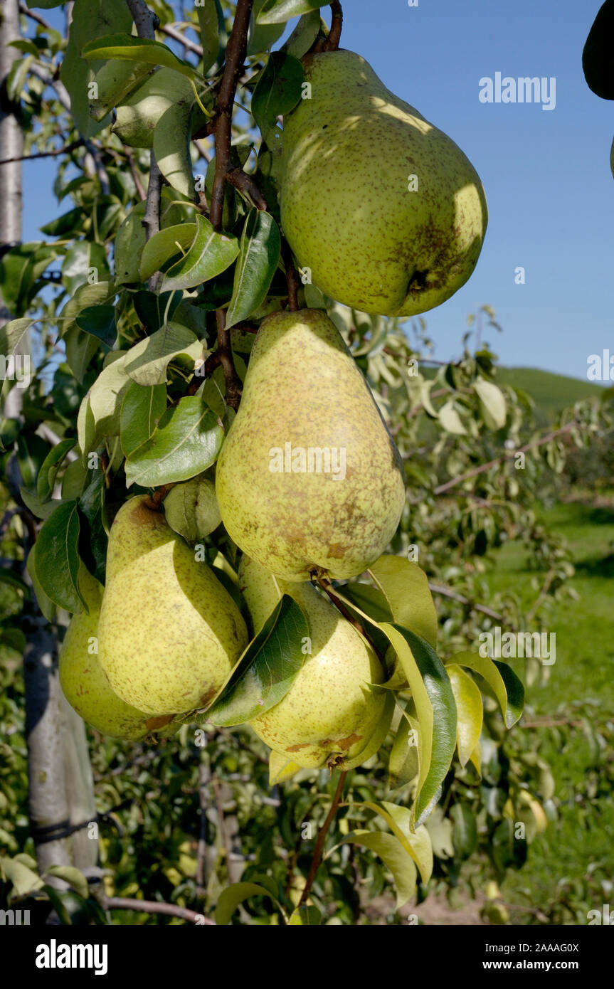 Pears on tree / (Pyrus communis) / Birnen am Baum / Rosengewaechse ...