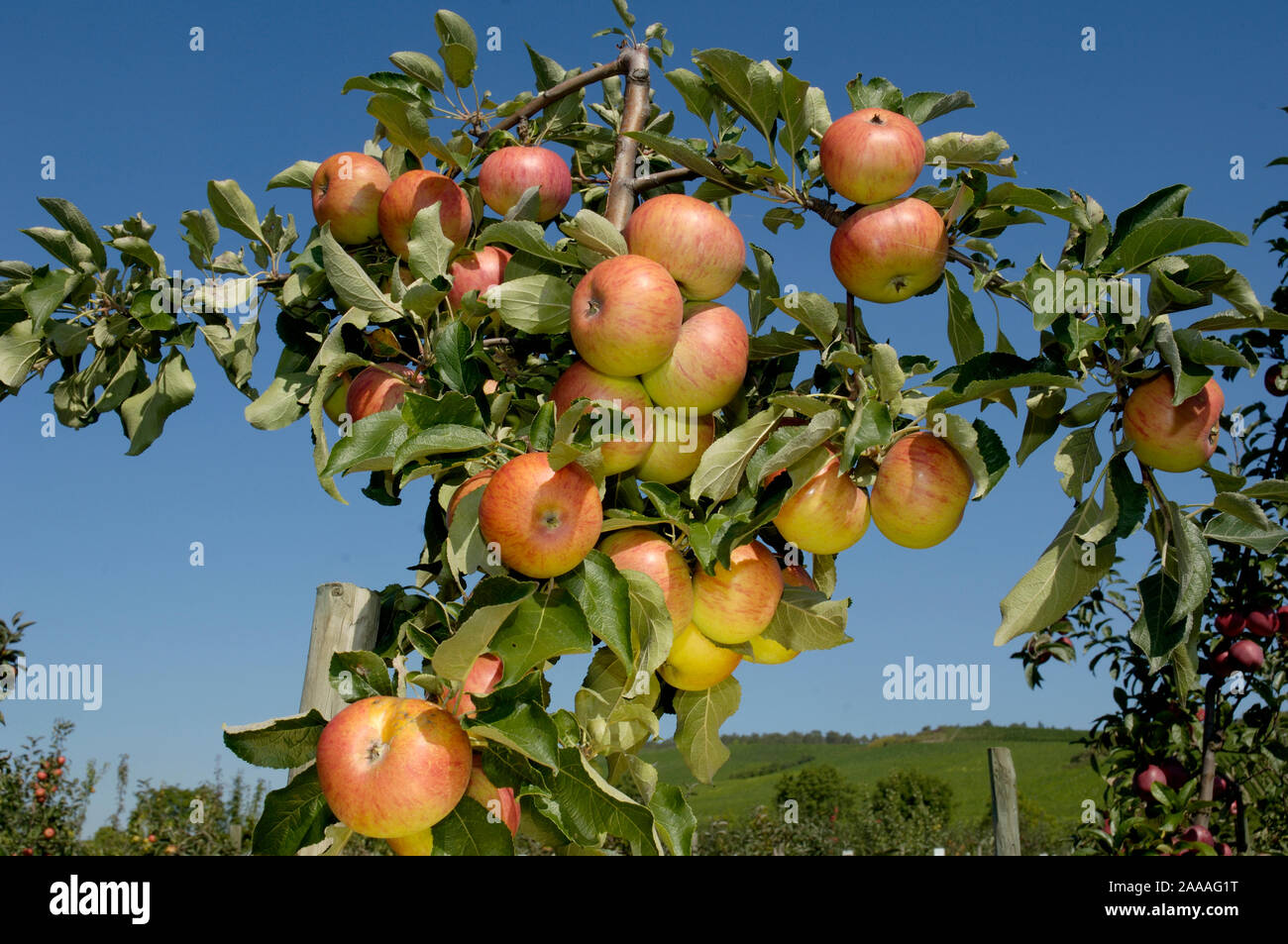 Apples on tree, Bavaria, Germany / Aepfel am Baum, Bayern, Deutschland ...