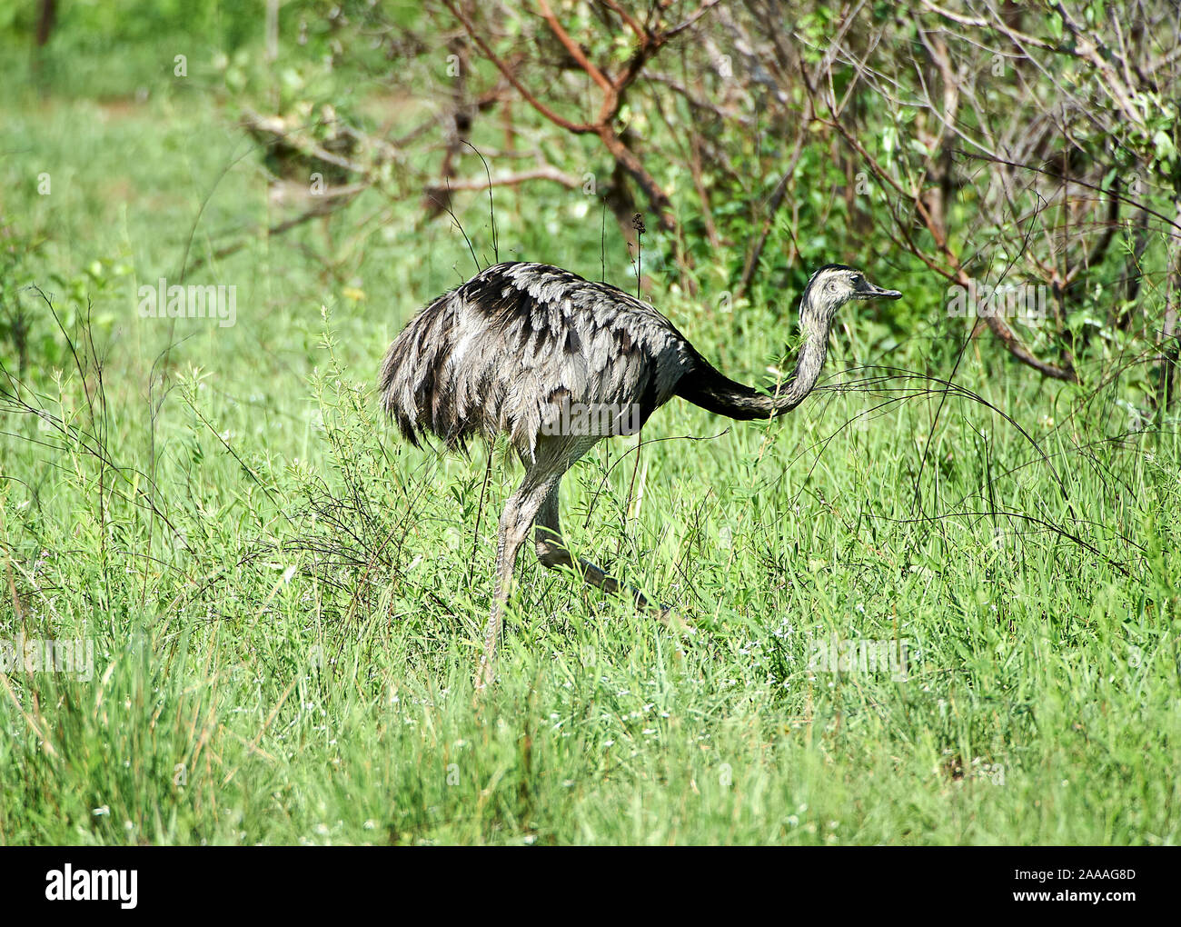 Bird rhea hi-res stock photography and images - Alamy