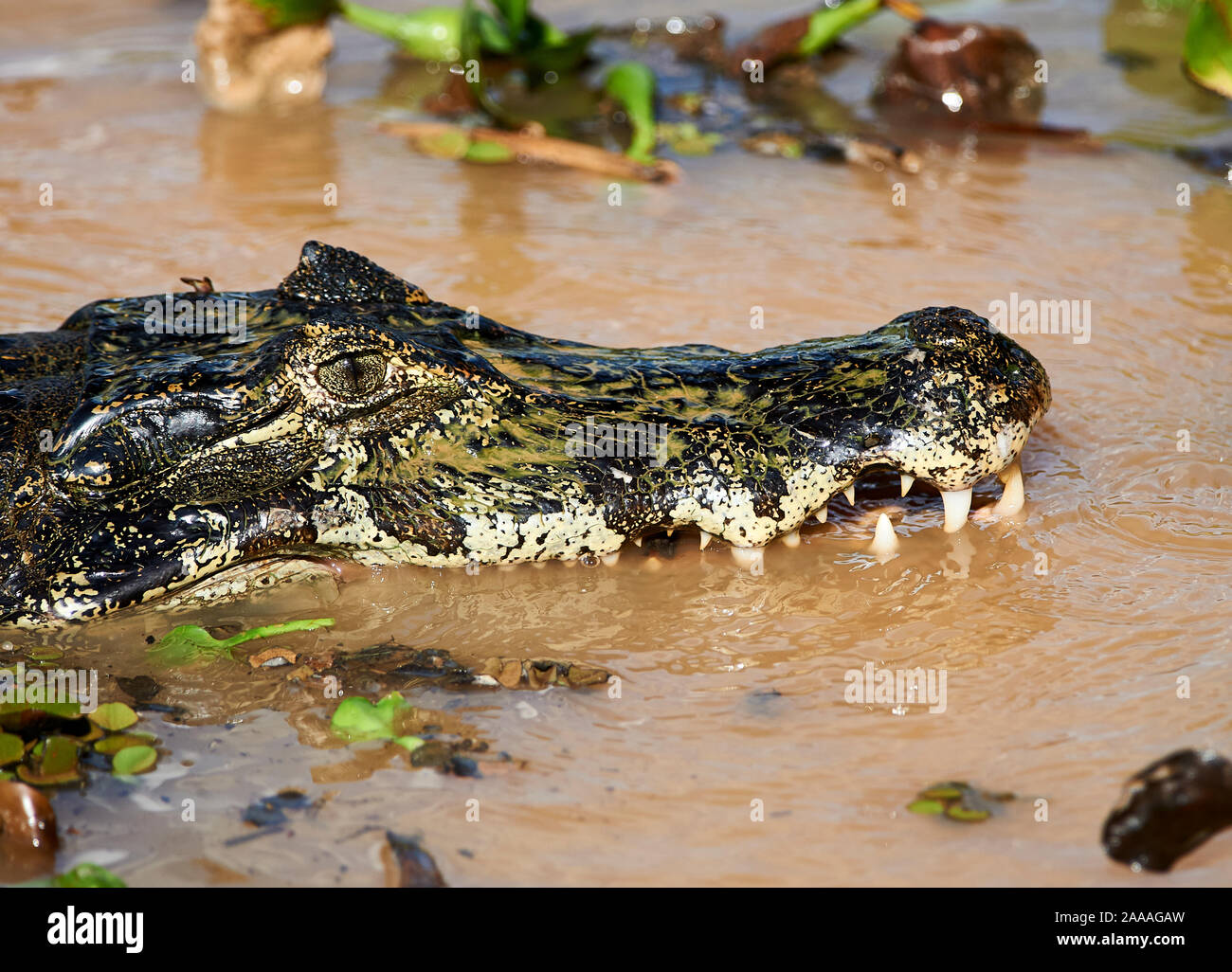 Yacare Caiman (Caiman yacare), Araras Ecolodge, Mato Grosso, Brazil ...
