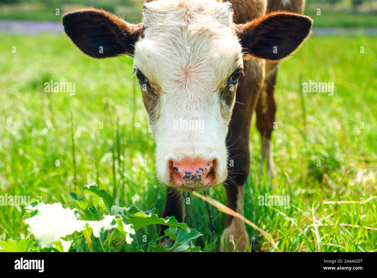 Young red and white newborn with soft pink muzzle, close-up portrait ...