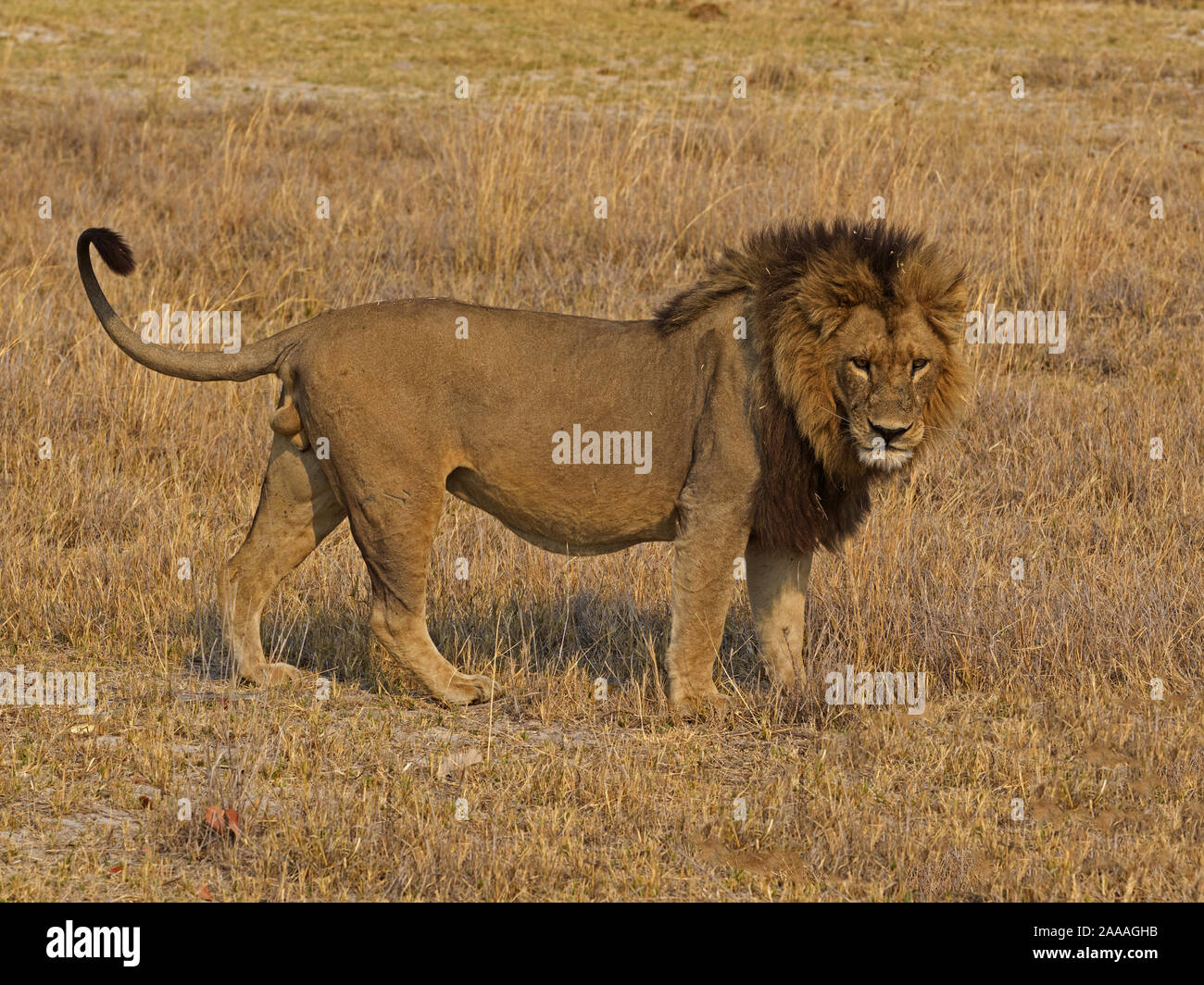 Lion standing hi-res stock photography and images - Alamy