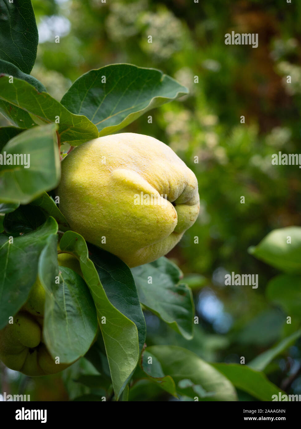 Puckered leaf hi-res stock photography and images - Alamy