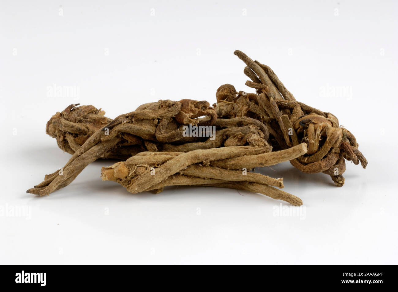 Valerian roots / (Valeriana wallichii) / Tagar, Indischer Baldrian ...