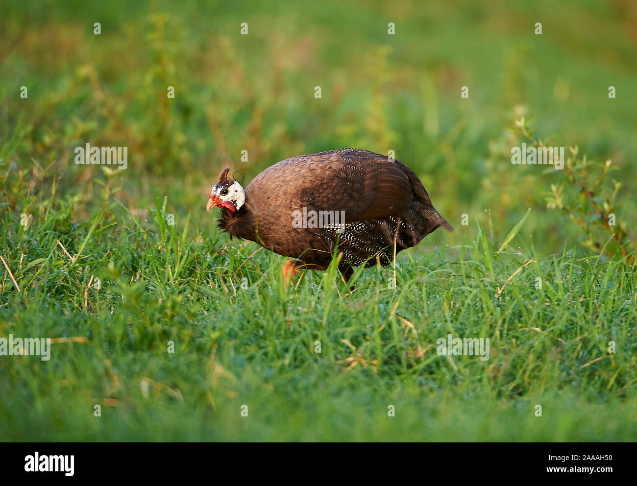 Guinea brasil hi-res stock photography and images - Alamy