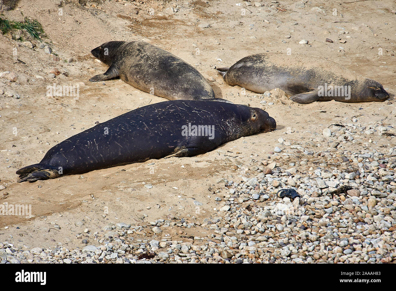 Northern Elephant Seal (Mirounga angustirostris), Point Reyes National ...