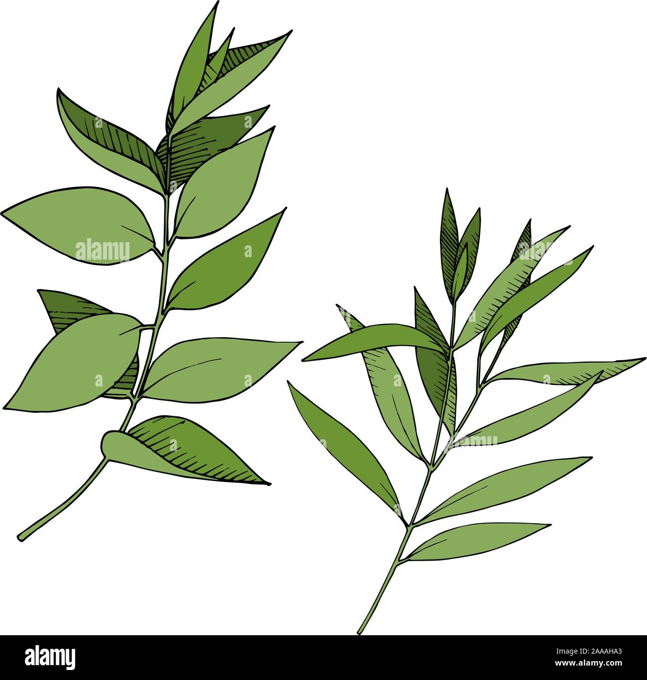 Vector Eucalyptus leaves branch. Black and white engraved ink art ...