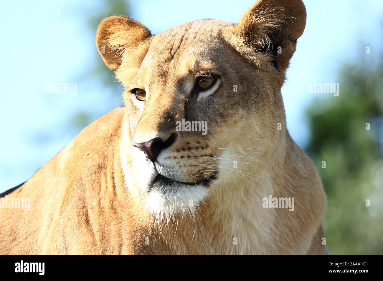 lion portrait of femal lion Stock Photo - Alamy