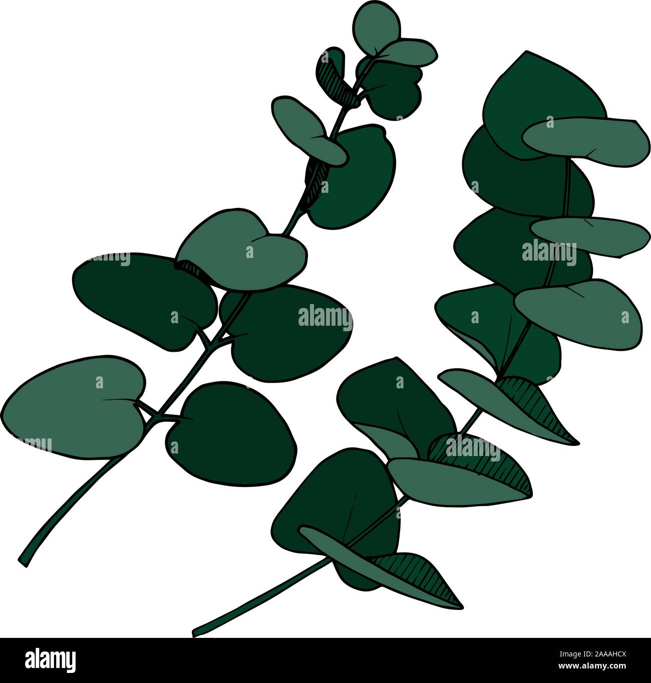 Vector Eucalyptus leaves branch. Black and white engraved ink art ...