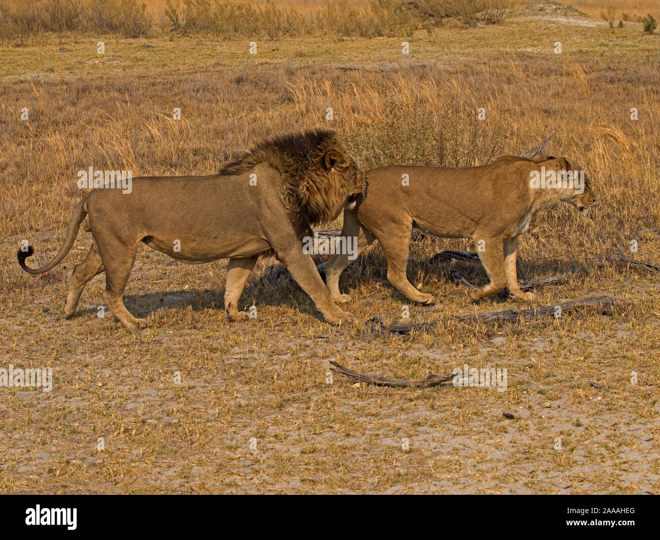 Lion and lioness mating hi-res stock photography and images - Alamy