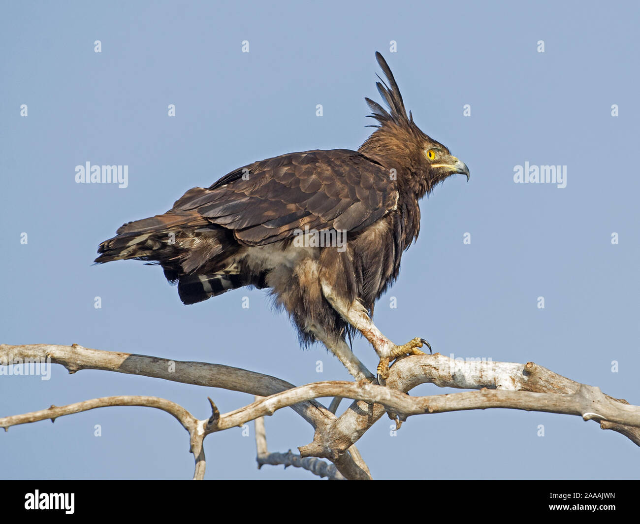 Long-crested eagle perched Stock Photo - Alamy