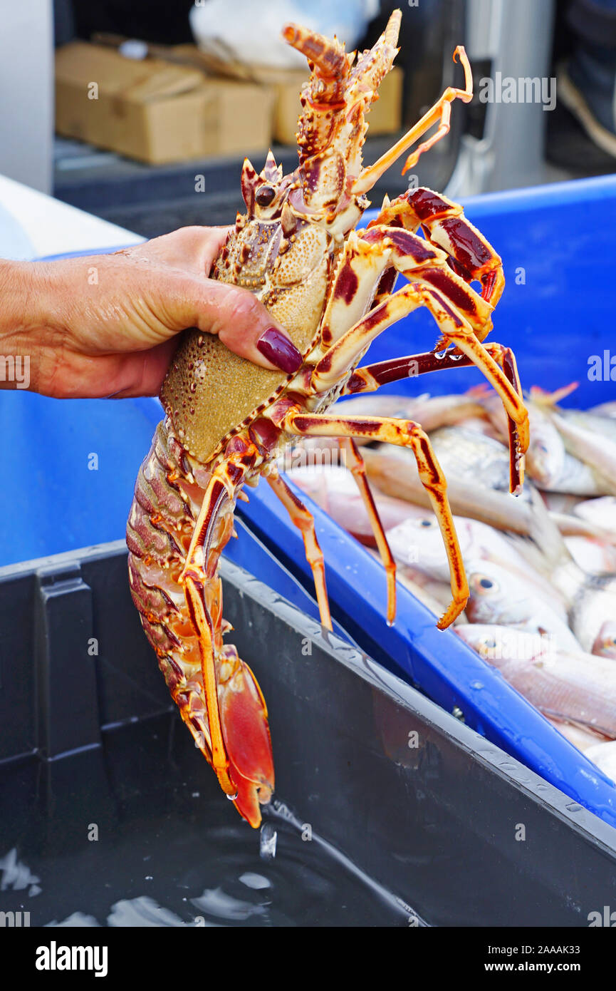 Alive shellfish at the fish market in hi-res stock photography and ...