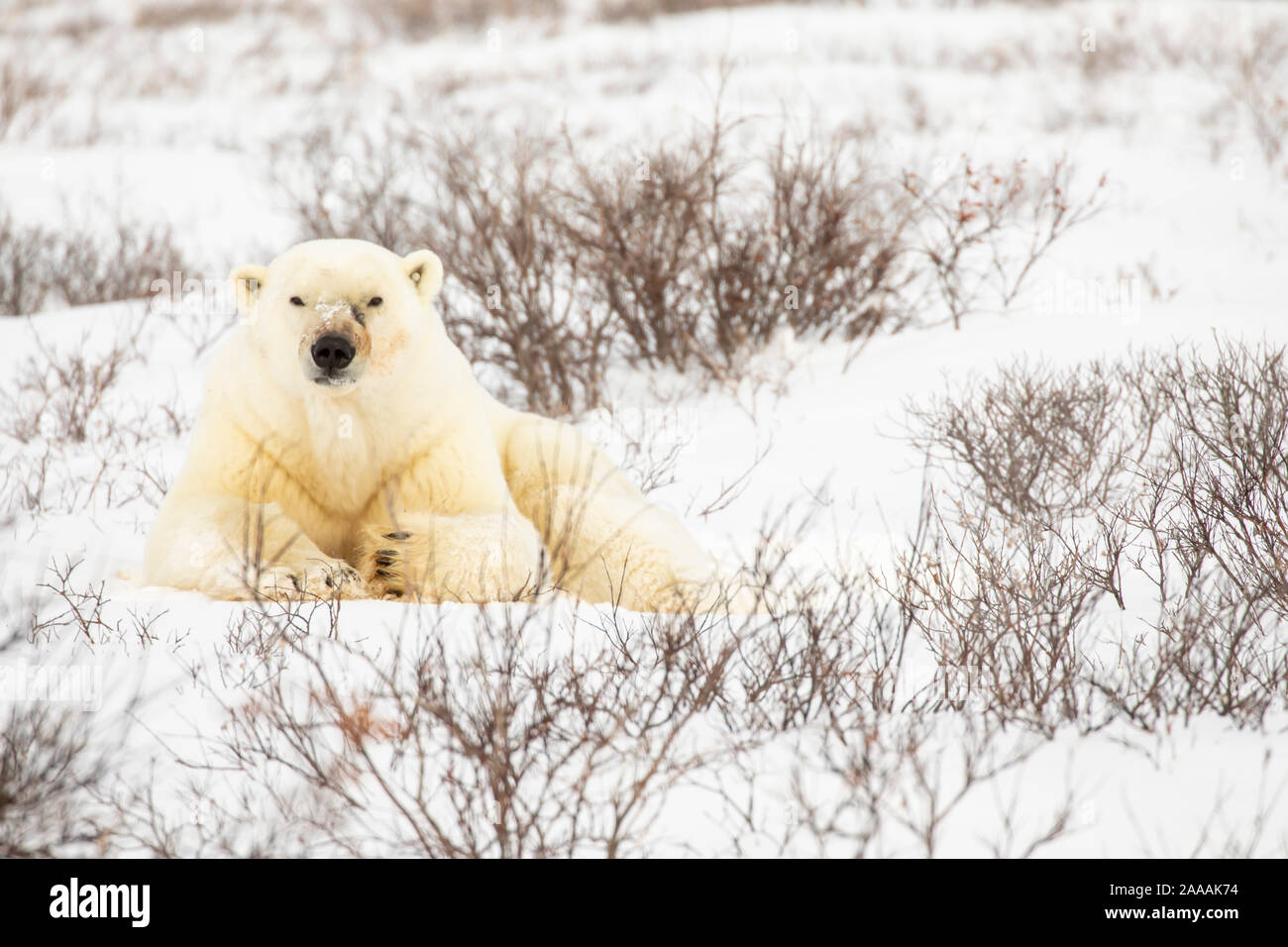 Polar bear in frozen tundra along Hudson Bay in Churchill, Manitoba ...