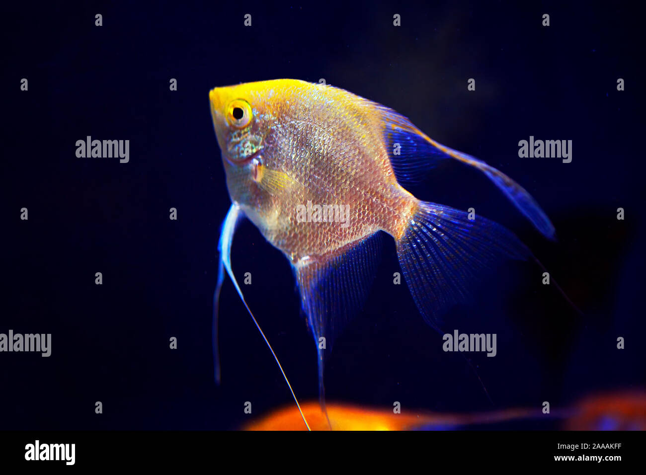 Pterophyllum Scalare in deep water, blue angelfish Stock Photo - Alamy