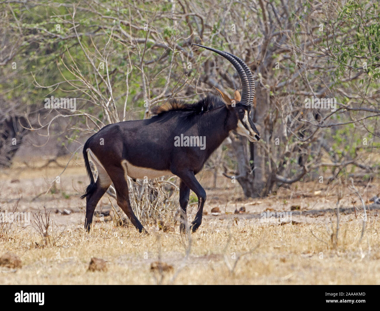 Male sable antelope walking Stock Photo - Alamy