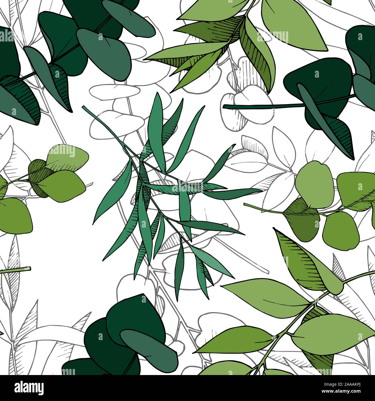 Vector Eucalyptus leaves branch. Black and white engraved ink art ...