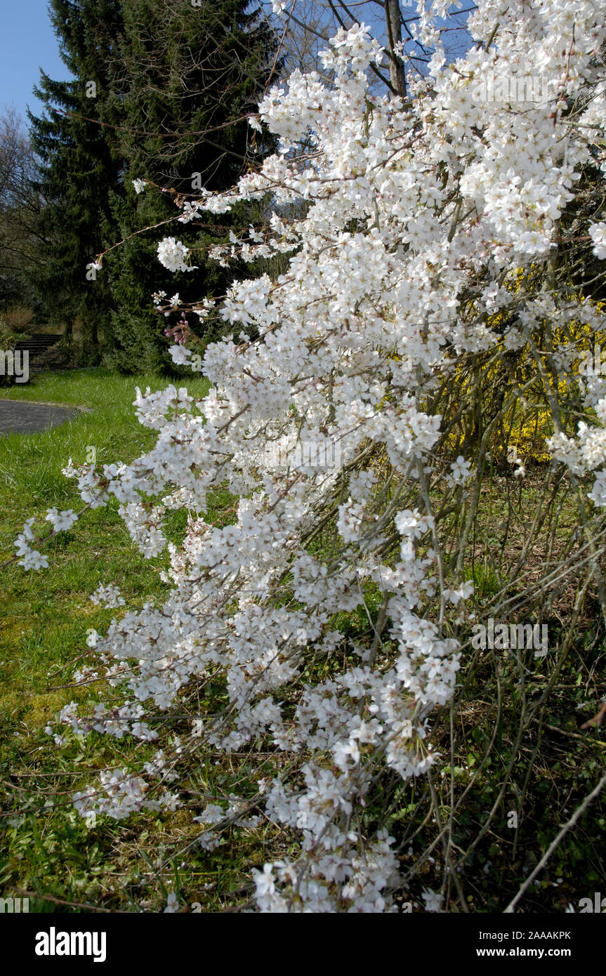 Yoshino cherry, Potomac cherry, Tokyo cherry / (Prunus x yedoensis ...