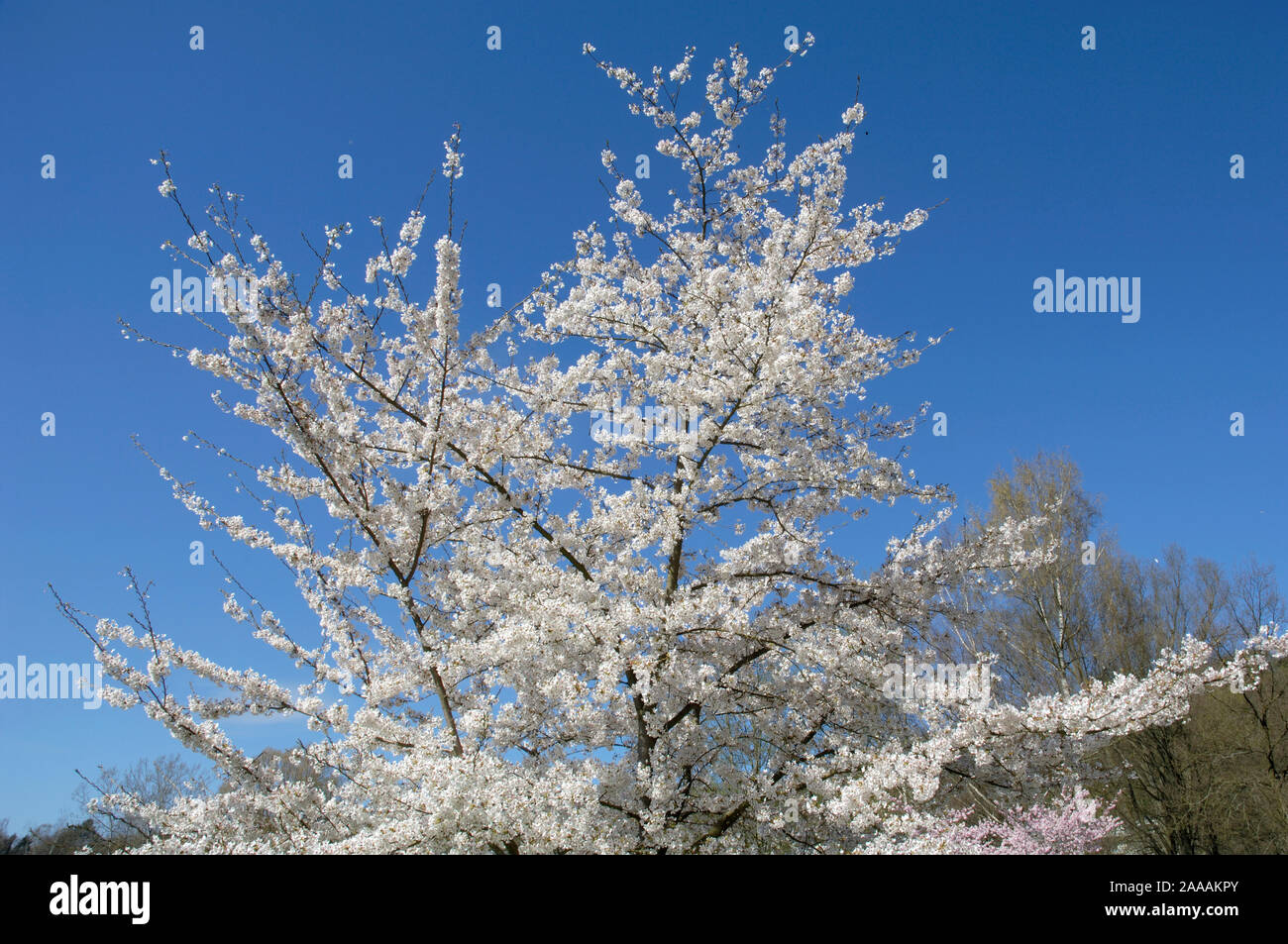 Yoshino cherry, Potomac cherry, Tokyo cherry / (Prunus x yedoensis ...
