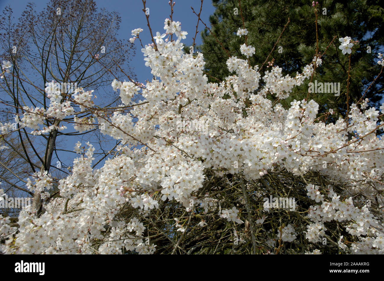 Yoshino cherry, Potomac cherry, Tokyo cherry / (Prunus x yedoensis ...