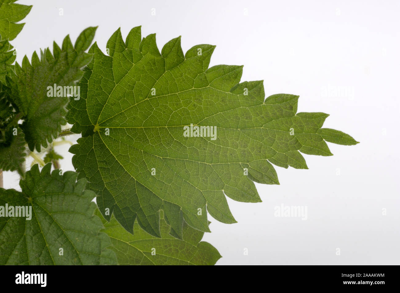 Nettle leaves / (Urtica dioica) | Brennessel Blaetter / (Urtica dioica ...