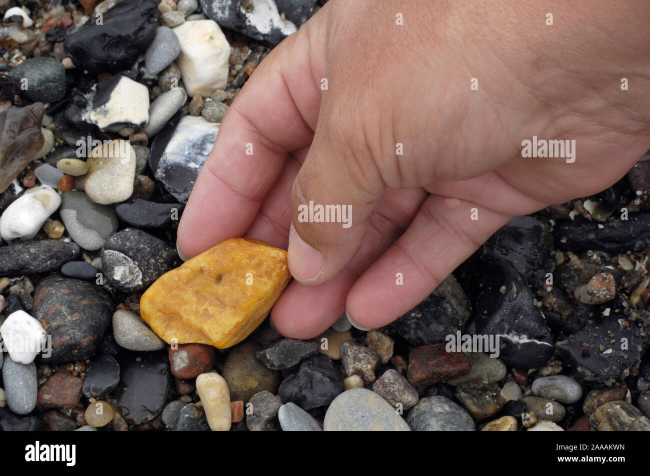 Fossilien bernstein hi-res stock photography and images - Alamy