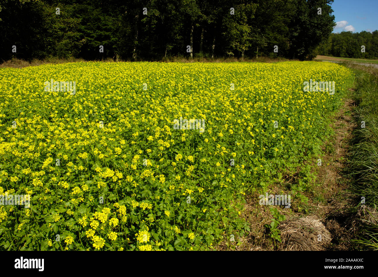 Field of Mustard / (Sinapis alba) / Weisser Senf, Feld, Gruenduenger ...