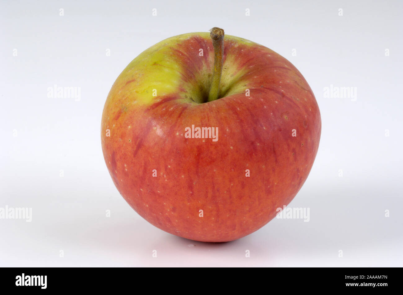 Apple / (Malus domesticus) / Apfel / innen, Studio, indoor Stock Photo ...