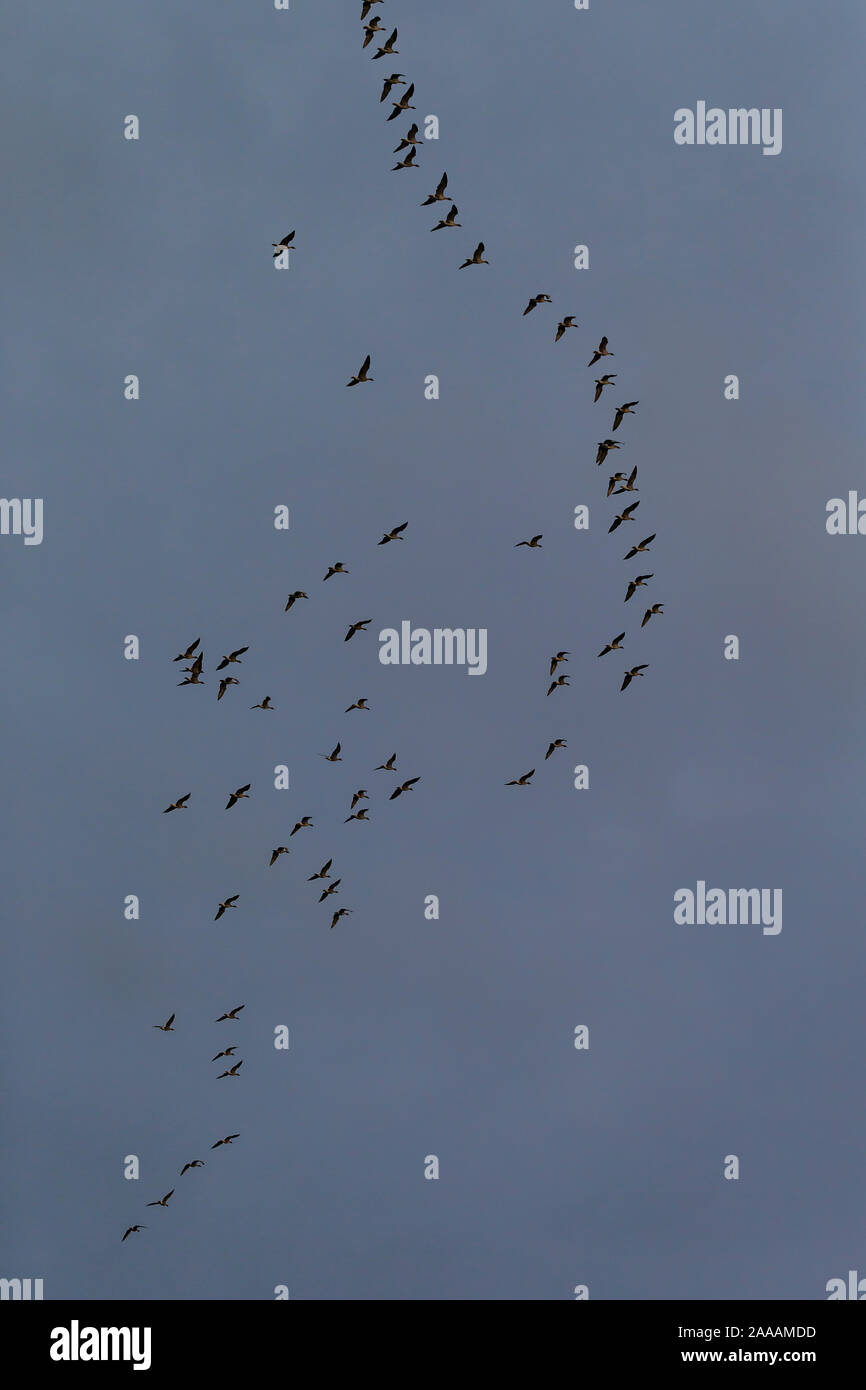 flock of Greylag geese migrating Stock Photo - Alamy