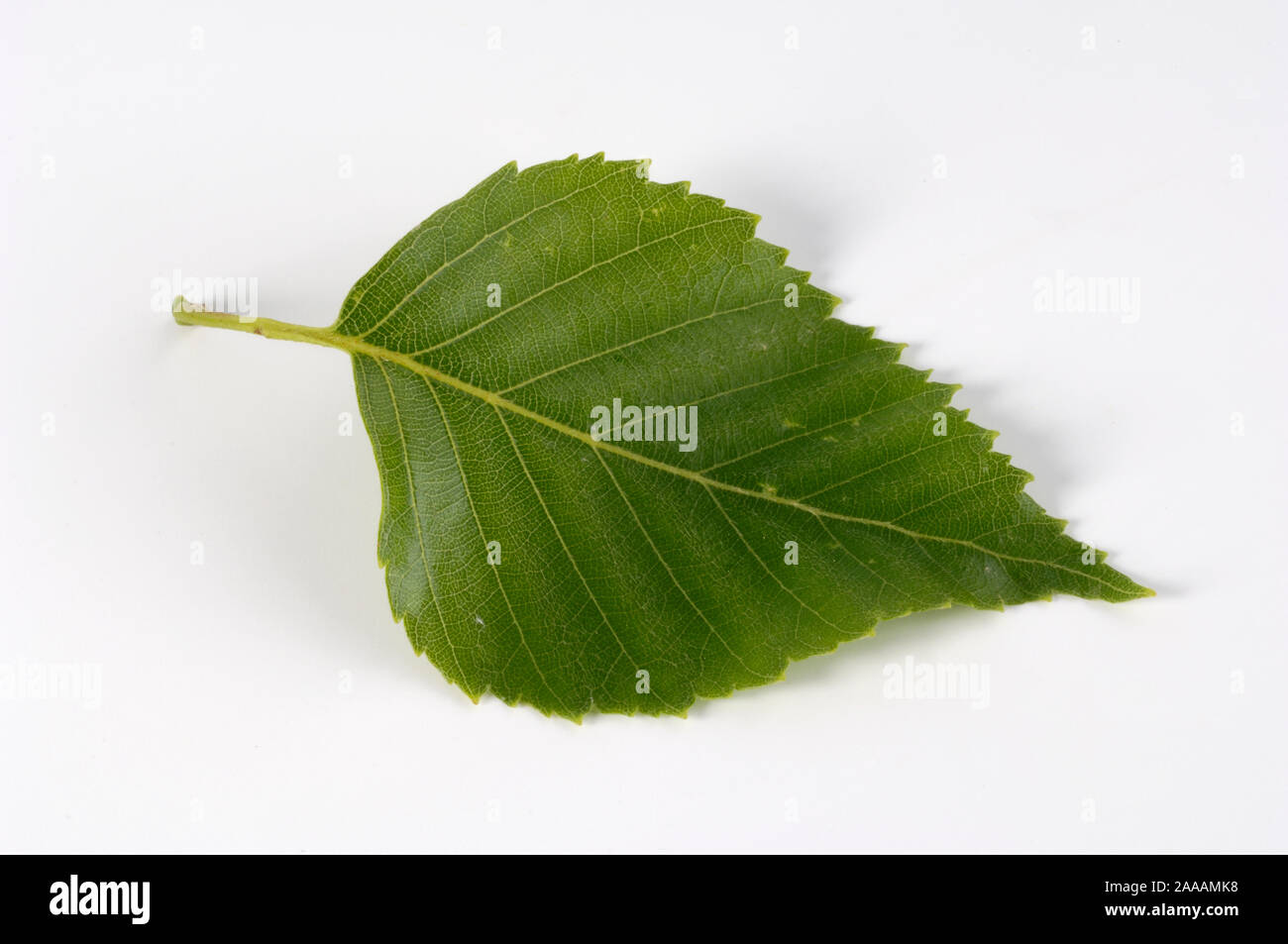 Paper Birch / (Betula papyrifera) | Papier Birke (Betula papyrifera ...