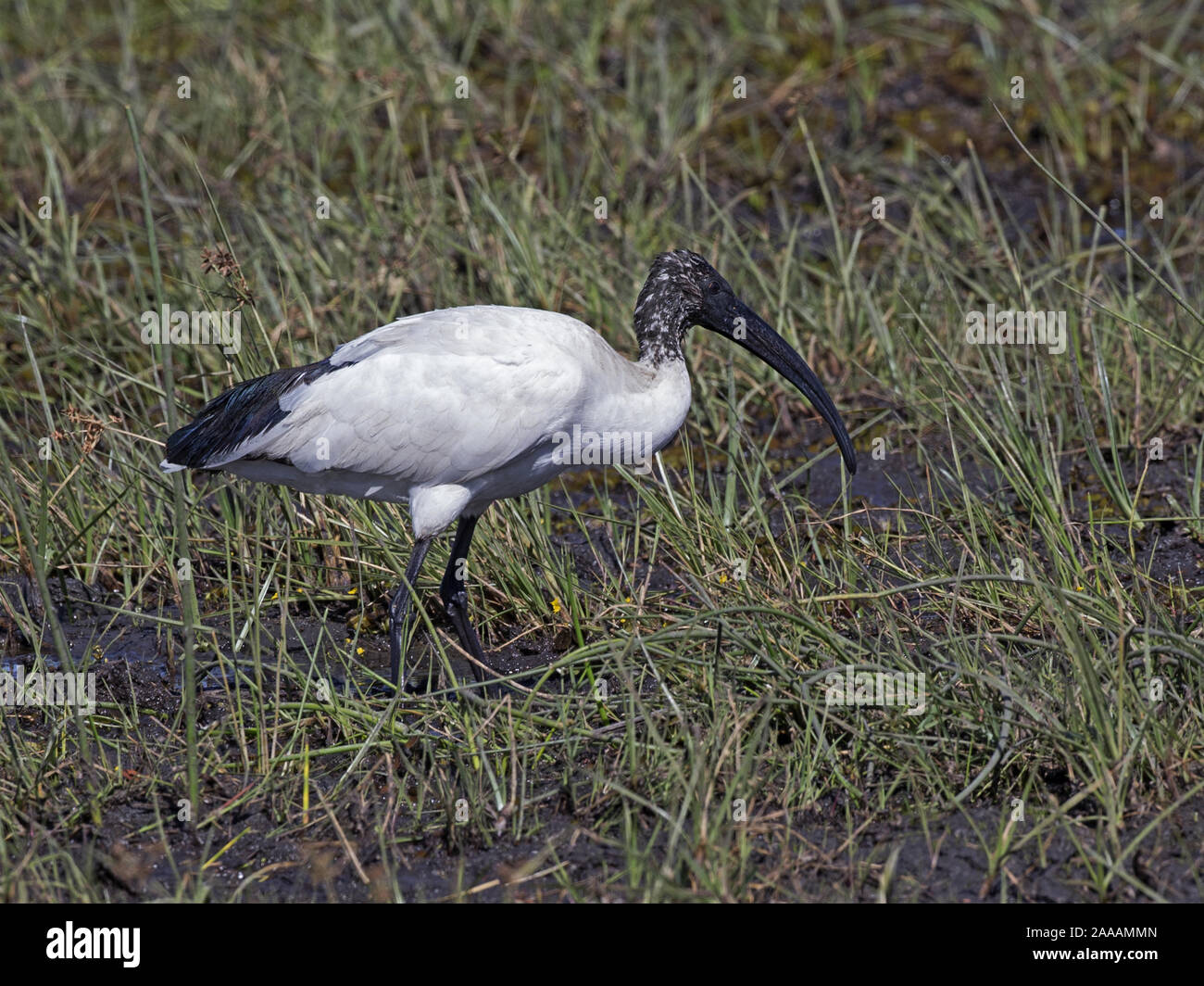 African sacred ibis standing Stock Photo - Alamy