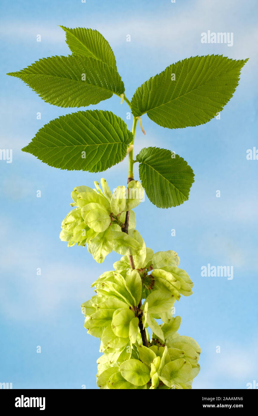 Dutch Elm, leaves and blossom / (Ulmus minor) | Feldulme, Blaetter und ...