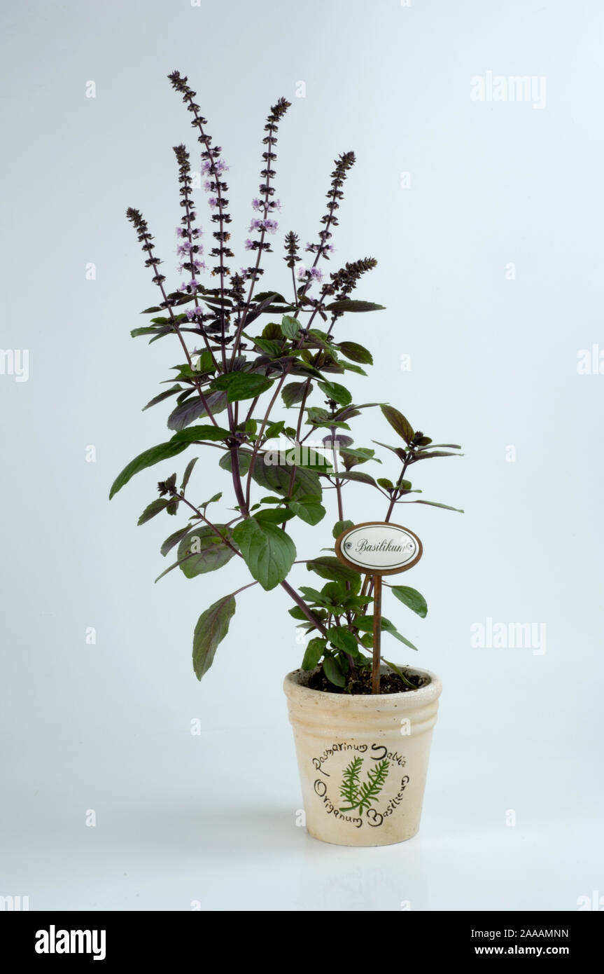 Basil 'Magic Blue' / (Ocimum basilicum) | Strauchbasilikum 'Magic Blue ...