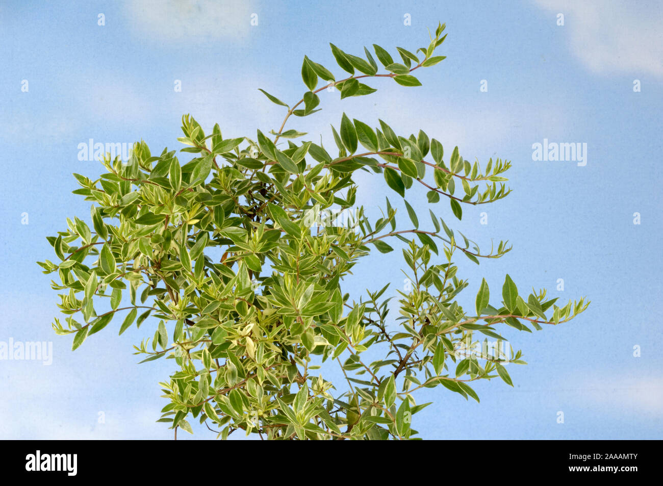 Myrtle 'Variegata' / (Myrtus communis ssp. microphylla) | Brautmyrte ...