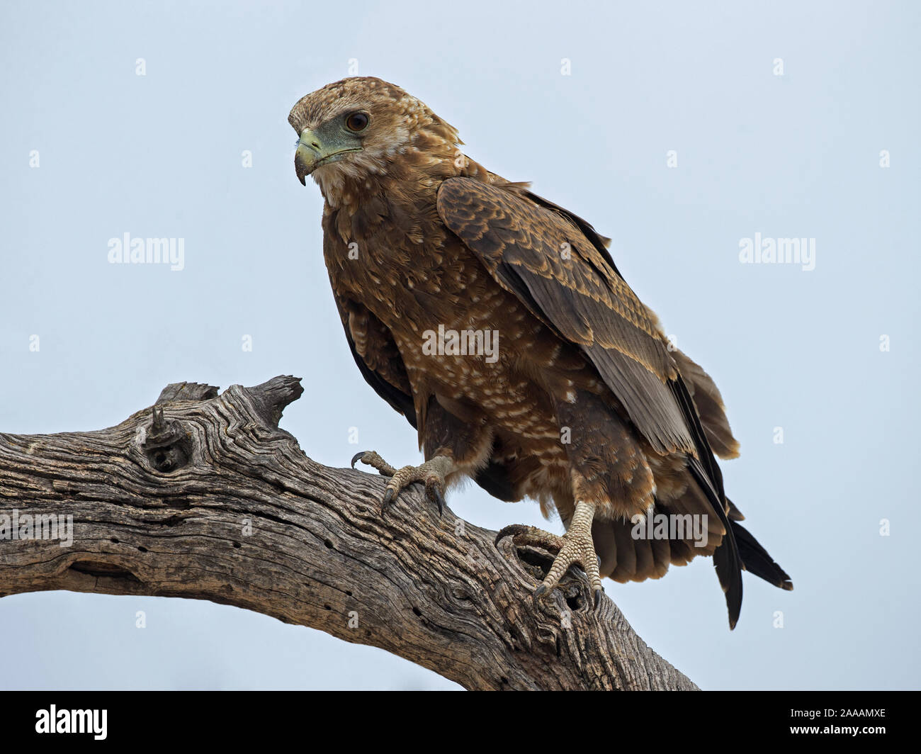 Tawny eagle perched Stock Photo - Alamy