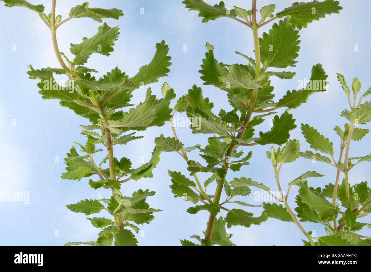 Ginger Bush High Resolution Stock Photography and Images - Alamy