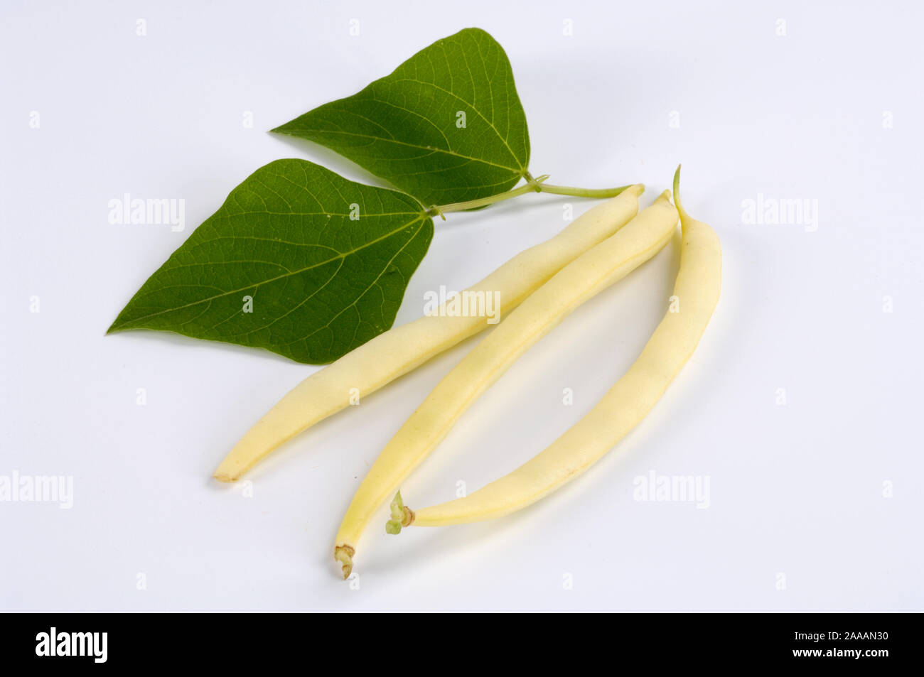 Green Beans 'Berggold' / (Phaseolus vulgaris nanus) | Buschbohnen ...