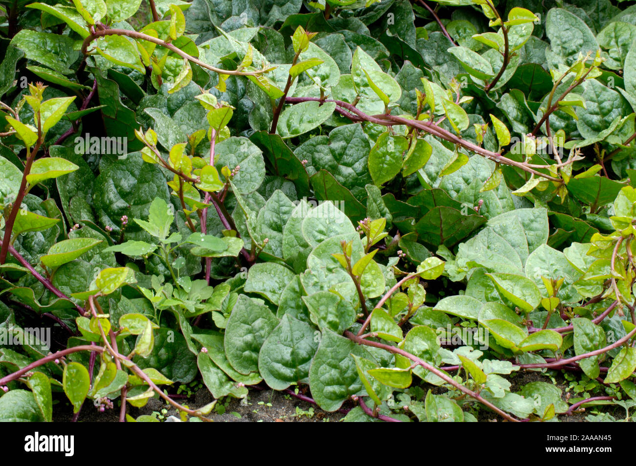 Malabar Spinach / (Basella rubra) | Malabarspinat, Basellspinat, Ceylon ...