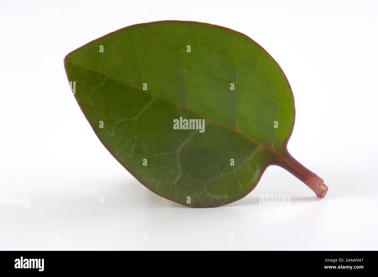 Malabarspinat hi-res stock photography and images - Alamy