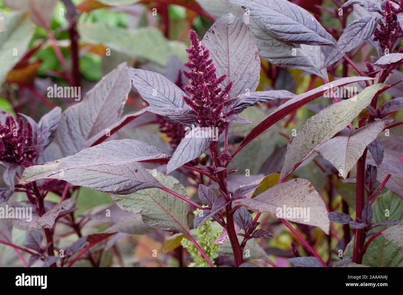 Amaranth, Love-lies-bleeding / (Amaranthus caudatus) | Garten ...