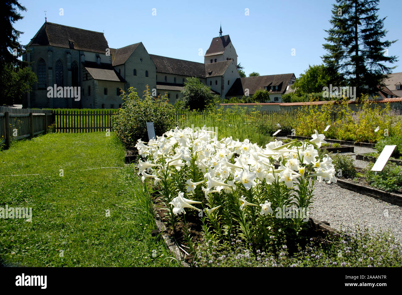 Lily / (Lilium candidum) | Weisse Lilie / (Lilium candidum) / im ...