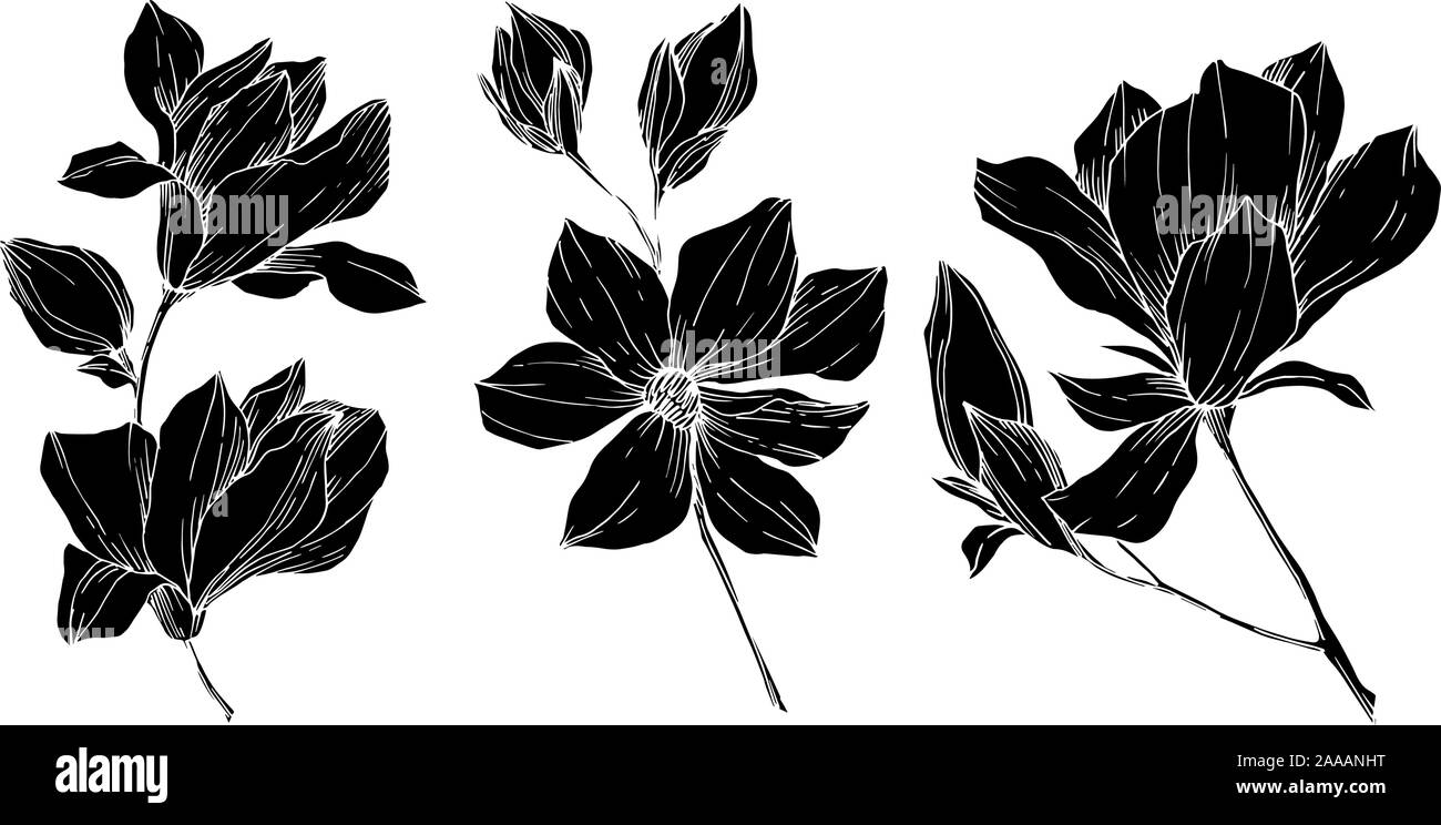 Vector Magnolia floral botanical flowers. Black and white engraved ink ...