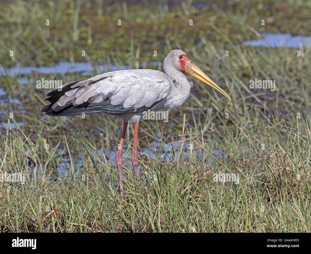 Yellow-billed stork standing Stock Photo - Alamy