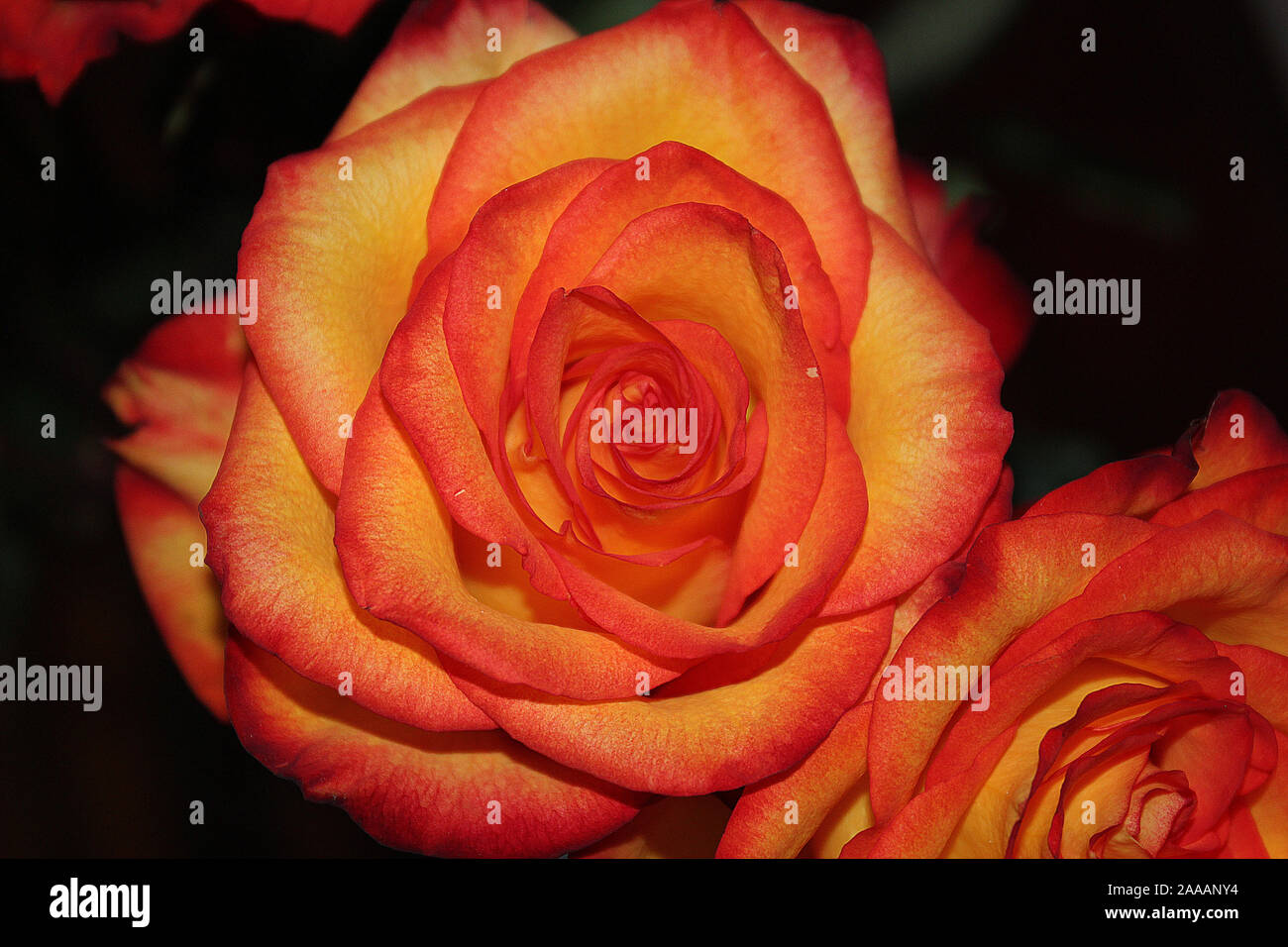 Circus roses hi-res stock photography and images - Alamy