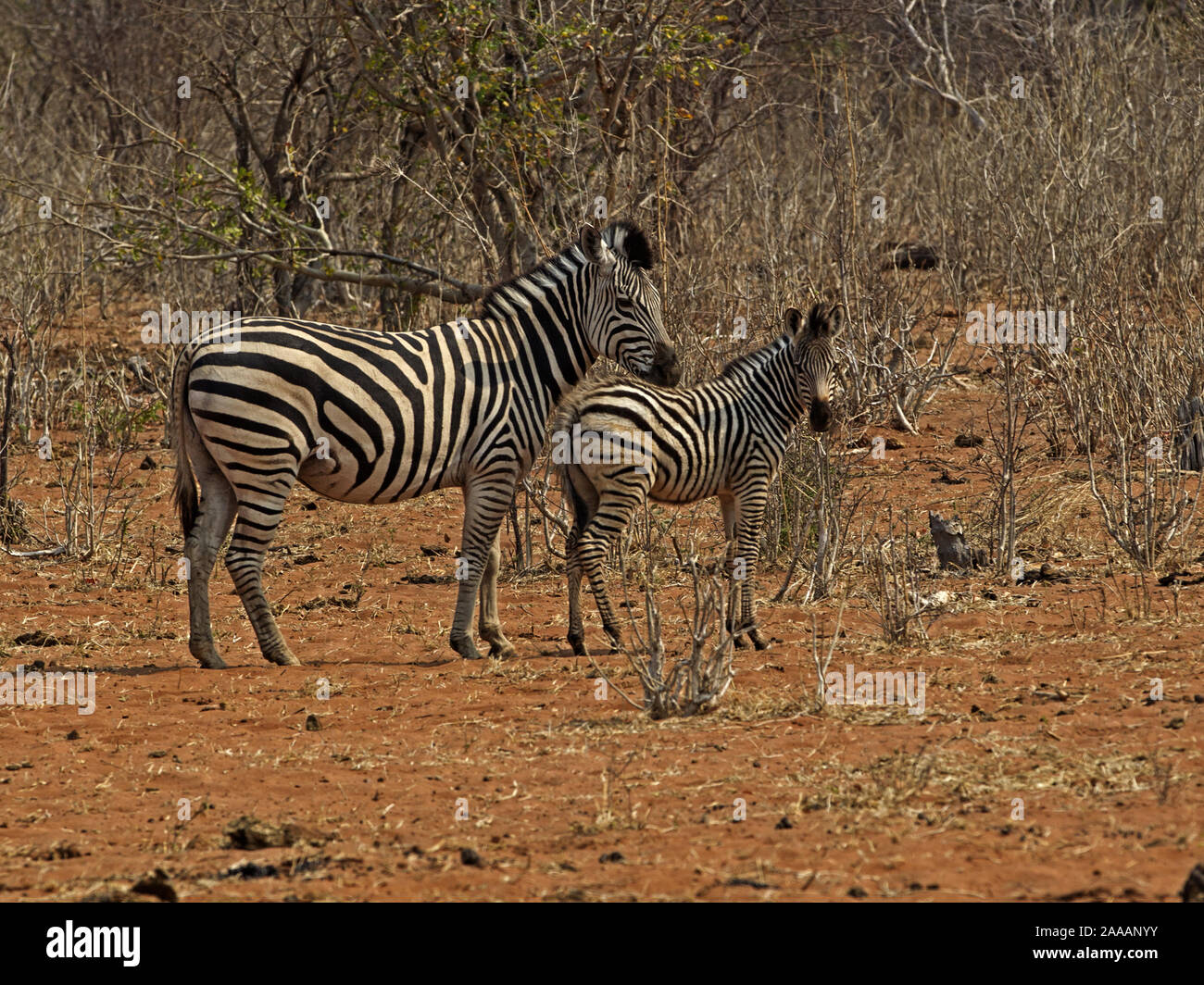 Female common zebra with foal Stock Photo - Alamy